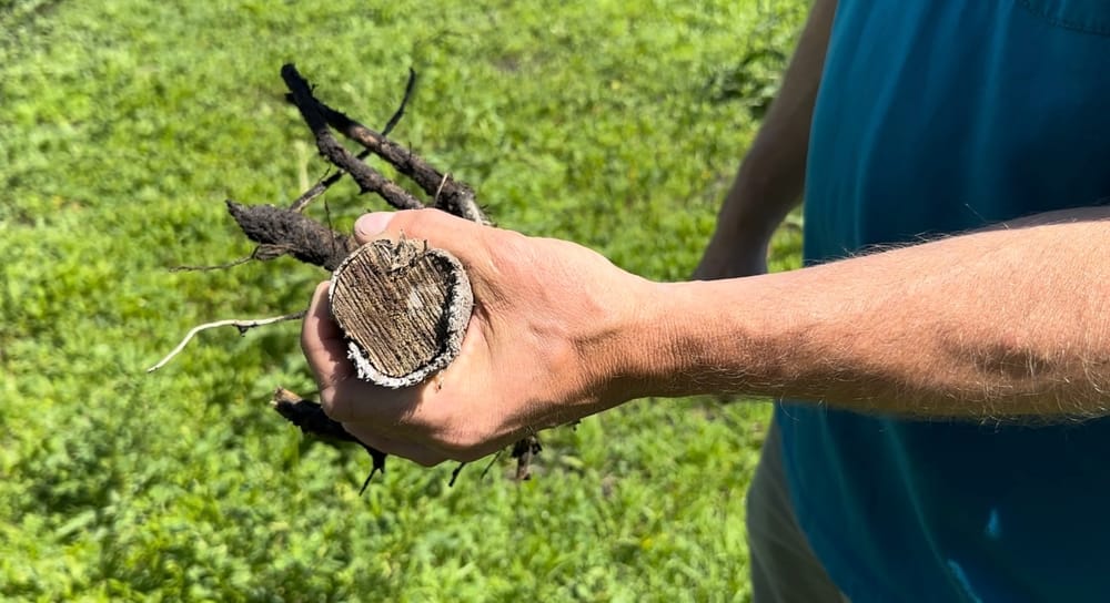 South Dakota No. 1 state in nation for hemp production