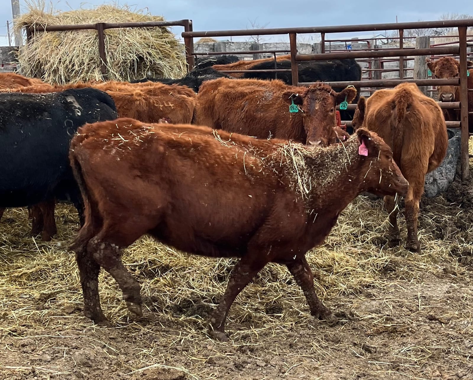 SD ranchers found guilty of animal mistreatment